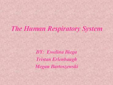 PPT – The Human Respiratory System PowerPoint presentation | free to ...