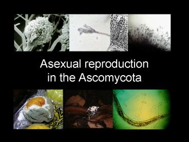 Asexual reproduction in the Ascomycota presentation | free to view