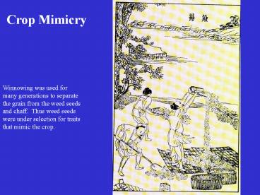 Winnowing was used for presentation | free to view