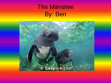 PPT – The Manatee By: Ben PowerPoint presentation | free to view - id ...