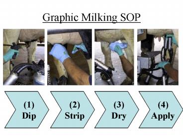 PPT – Graphic Milking SOP PowerPoint presentation | free to view - id ...