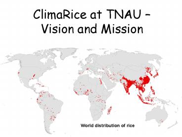 PPT – World distribution of rice PowerPoint presentation | free to view ...