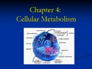 PPT – Chapter 34 Energy and Metabolism I: Digestion PowerPoint presentation | free to view - id ...