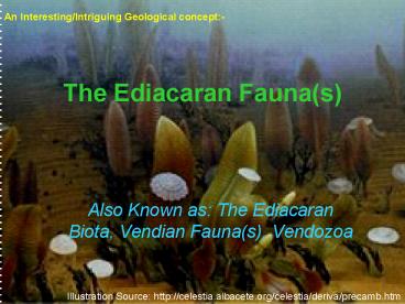 The Ediacaran Faunas presentation | free to view