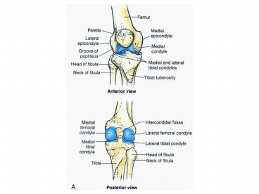 Knee Joint presentation | free to view