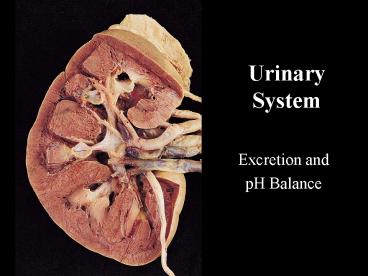 PPT – Urinary System PowerPoint presentation | free to view - id ...