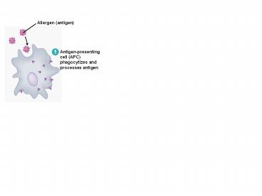 PPT – Antigen-presenting cell (APC) phagocytizes and processes antigen ...