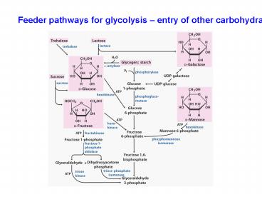 Feeder pathways for glycolysis entry of other carbohydrates ...