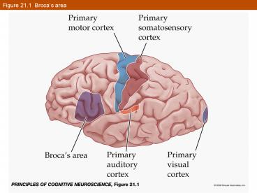 PPT – Figure 21'1 Brocas area PowerPoint presentation | free to view ...