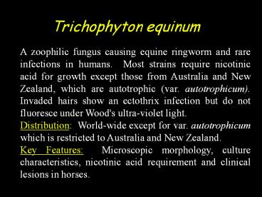 Trichophyton equinum presentation | free to view