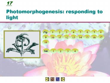 Photomorphogenesis: responding to light presentation | free to view