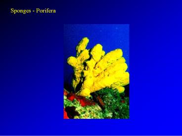 Sponges - Porifera presentation | free to download
