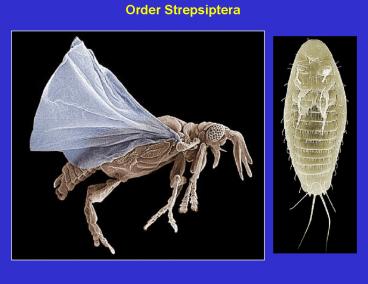 Order Strepsiptera presentation | free to view