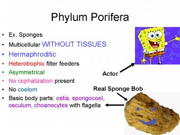 Phylum Porifera presentation | free to view