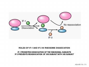 PPT – ROLES OF IF1 AND IF3 IN RIBOSOME DISSOCIATION PowerPoint ...