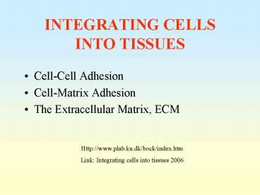 PPT – INTEGRATING CELLS INTO TISSUES PowerPoint presentation | free to view - id: 14e504-YjJlN