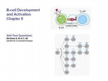 B-cell Development presentation | free to view