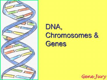 DNA, Chromosomes presentation | free to download