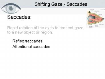 Saccades: presentation | free to download