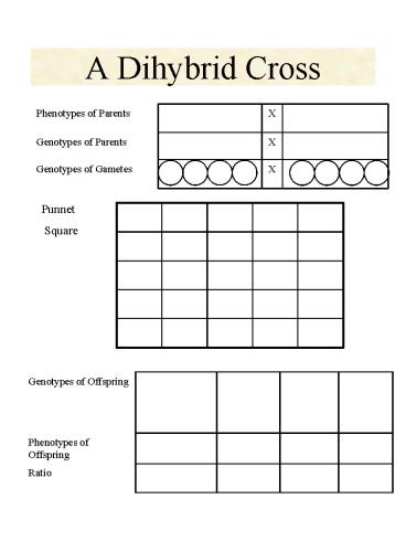 A Dihybrid Cross presentation | free to view