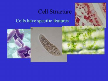 Cell Structure presentation | free to view