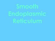 PPT – The Endoplasmic Reticulum PowerPoint presentation | free to view ...