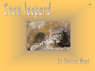 Snow leopard presentation | free to view