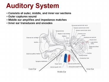 Auditory System presentation | free to view