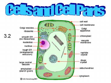 PPT – Cells and Cell Parts PowerPoint presentation | free to view - id ...
