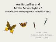 PPT – Moths and Butterflies PowerPoint presentation | free to view - id ...