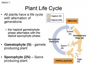 Plant Life Cycle presentation | free to view