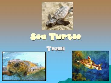 PPT – Sea Turtle PowerPoint presentation | free to view - id: 216f5a-ZGZlN