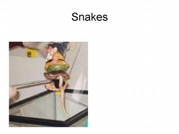 PPT – Snakes PowerPoint presentation | free to view - id: 1c4ef8-ZDc1Z