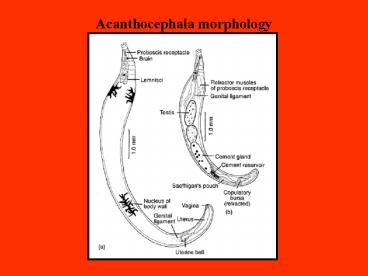 Acanthocephala morphology presentation | free to view