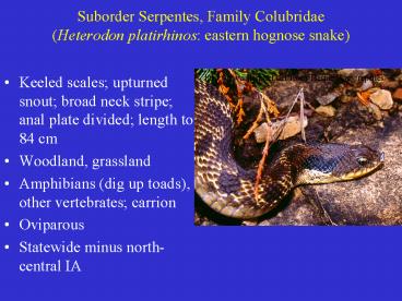 Suborder Serpentes, Family Colubridae Heterodon platirhinos: eastern ...
