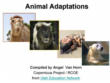 Animal Adaptations presentation | free to view