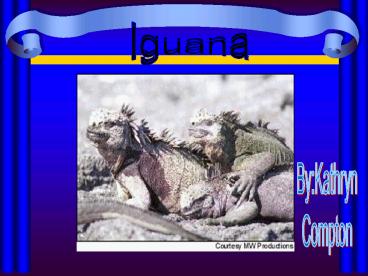 Iguana presentation | free to view