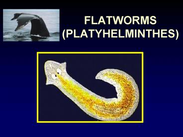 Ppt Platyhelminthes The Flatworms Powerpoint Worm Cheaoest Phyla