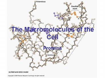 PPT – The Macromolecules of the Cell PowerPoint presentation | free to ...