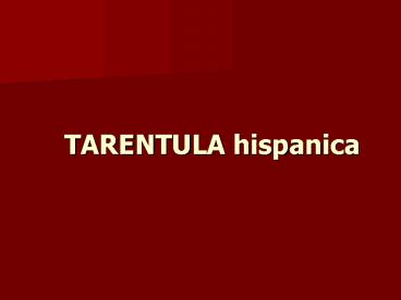 TARENTULA hispanica presentation | free to view