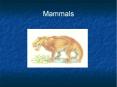 PPT – Mammals PowerPoint presentation | free to view - id: 6392e-YWMwY