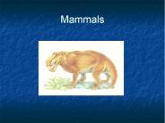 PPT – Mammals PowerPoint presentation | free to view - id: 6392e-YWMwY