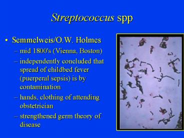 PPT – Streptococcus spp PowerPoint presentation | free to view - id ...