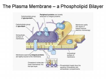 The Plasma Membrane a Phospholipid Bilayer presentation | free to view