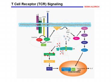 T Cell Receptor TCR Signaling presentation | free to view