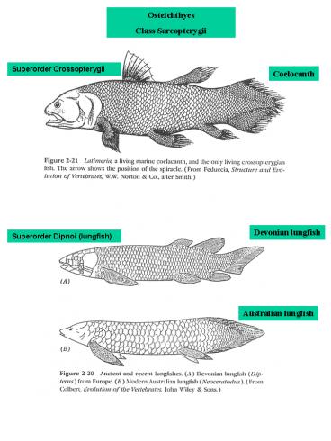 Osteichthyes presentation | free to view
