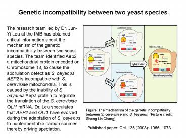 PPT – Genetic incompatibility between two yeast species PowerPoint ...