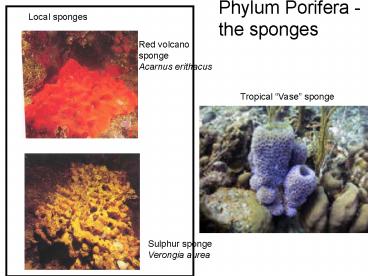 Phylum Porifera the sponges presentation | free to view