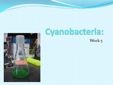 Cyanobacteria: presentation | free to download