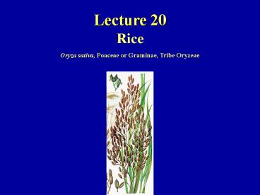 Lecture 20 Rice presentation | free to view